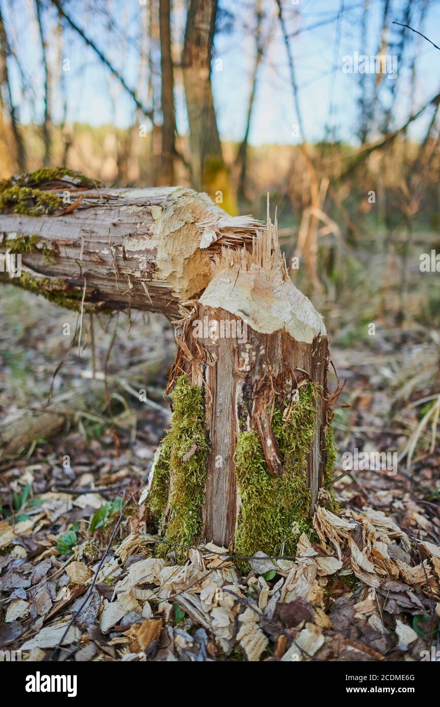 Beaver damage, felled tree trunk, Bavaria, Germany Stock Photo - Alamy