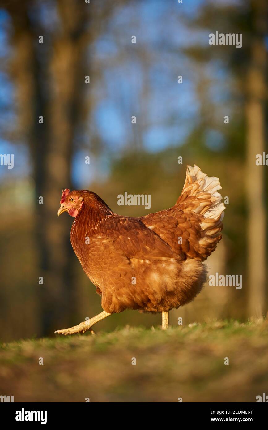 Domestic Chicken (Gallus gallus domesticus ), hen runs in a meadow ...