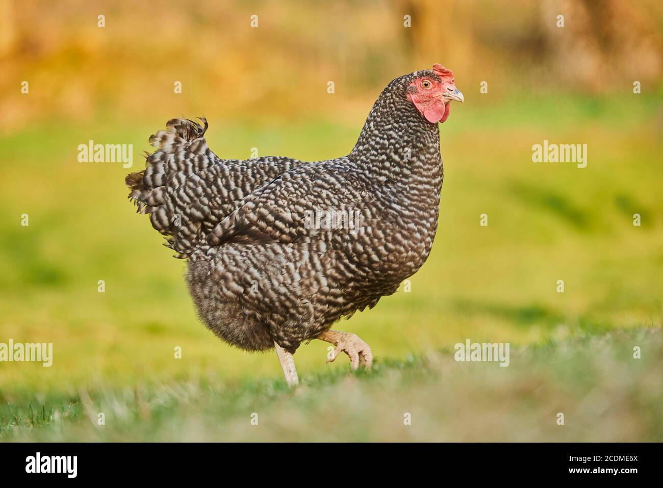 Hen runs in a meadow hi-res stock photography and images - Alamy