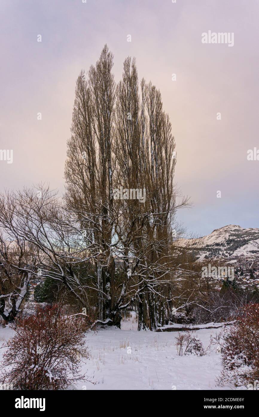Winter landscape with snow covered trees after snowstorm in Esquel ...