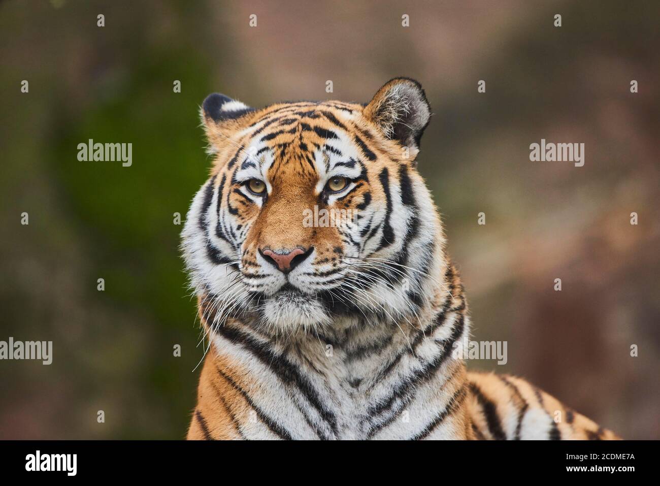 Siberian tiger (Panthera tigris tigris), portrait, captive, Germany ...
