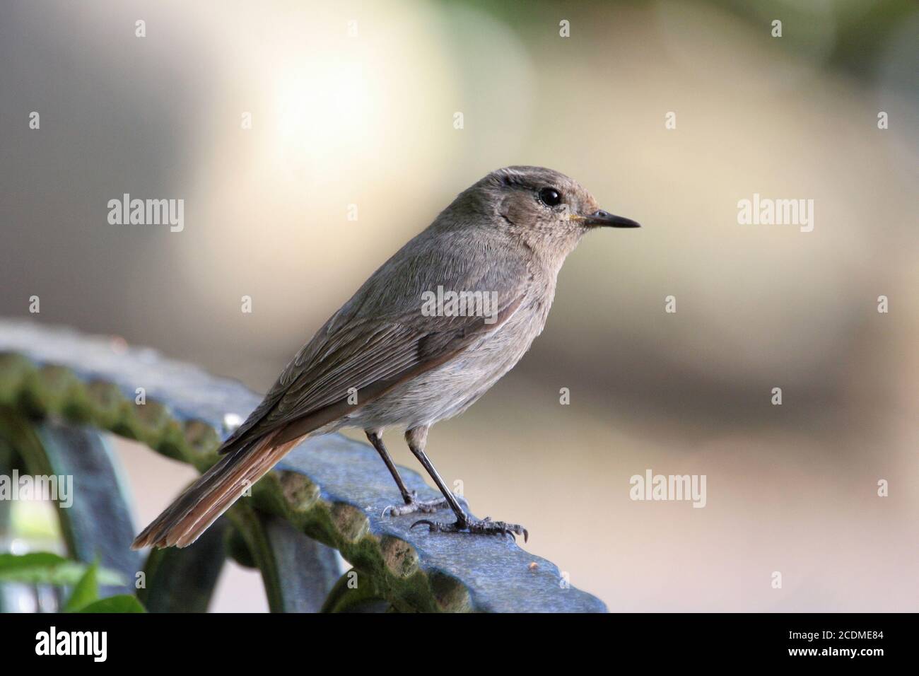Muscicapidae birds hi-res stock photography and images - Alamy