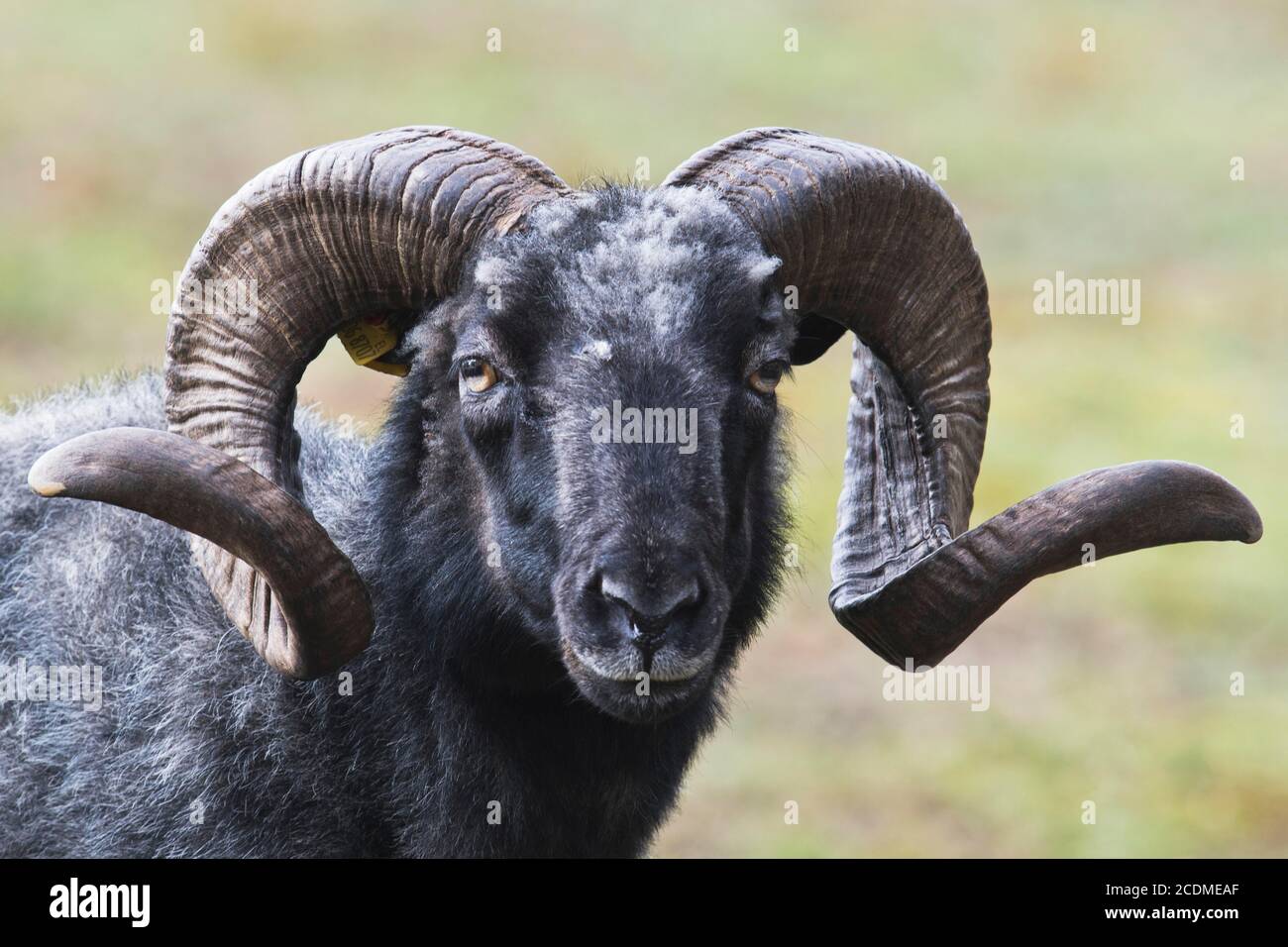 Horned snake hi-res stock photography and images - Alamy