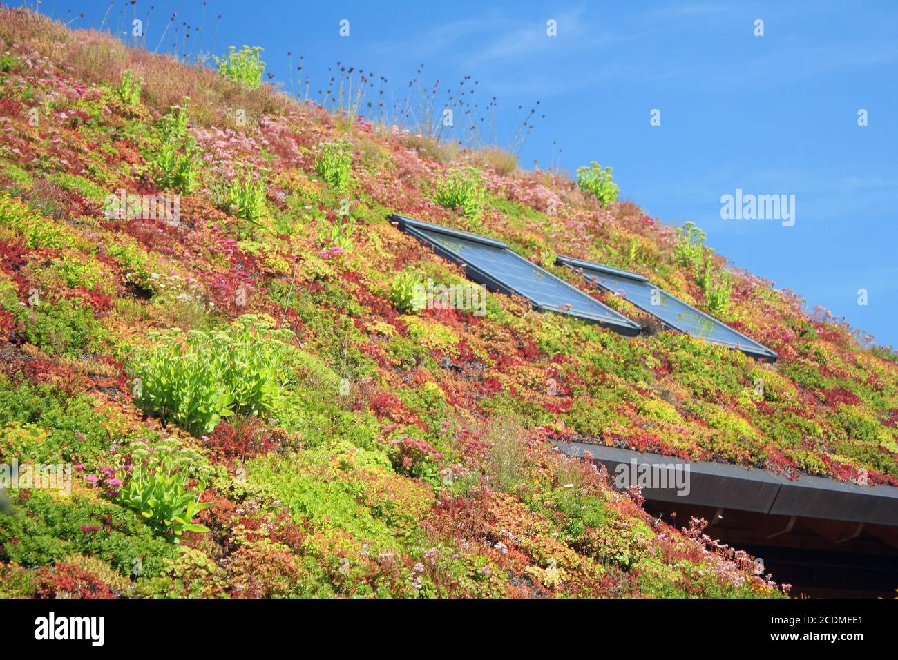Vegetation roof hi-res stock photography and images - Alamy