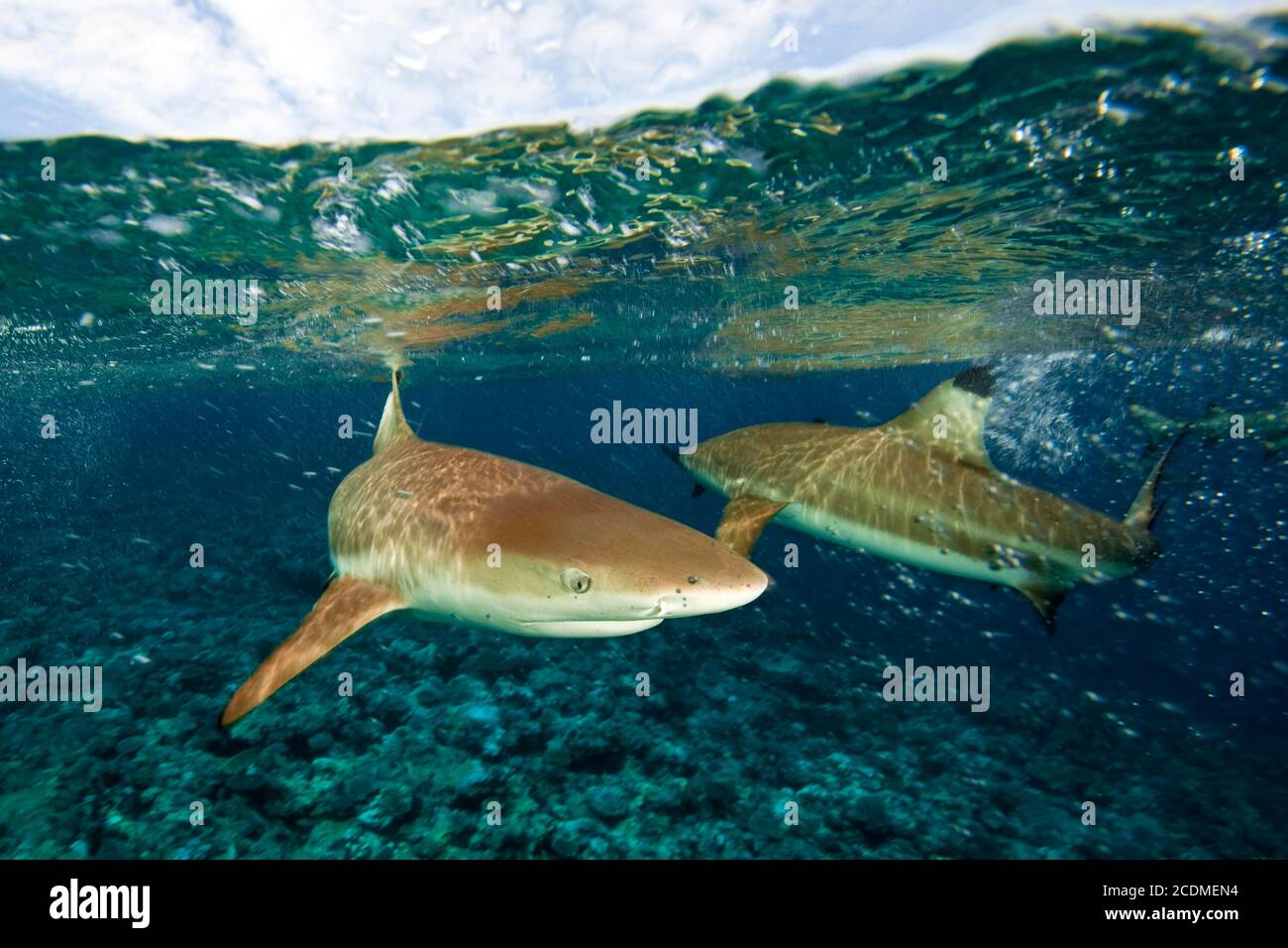 Blacktip reef sharks (Carcharhinus melanopterus) under the water surface, Pacific Stock Photo ...