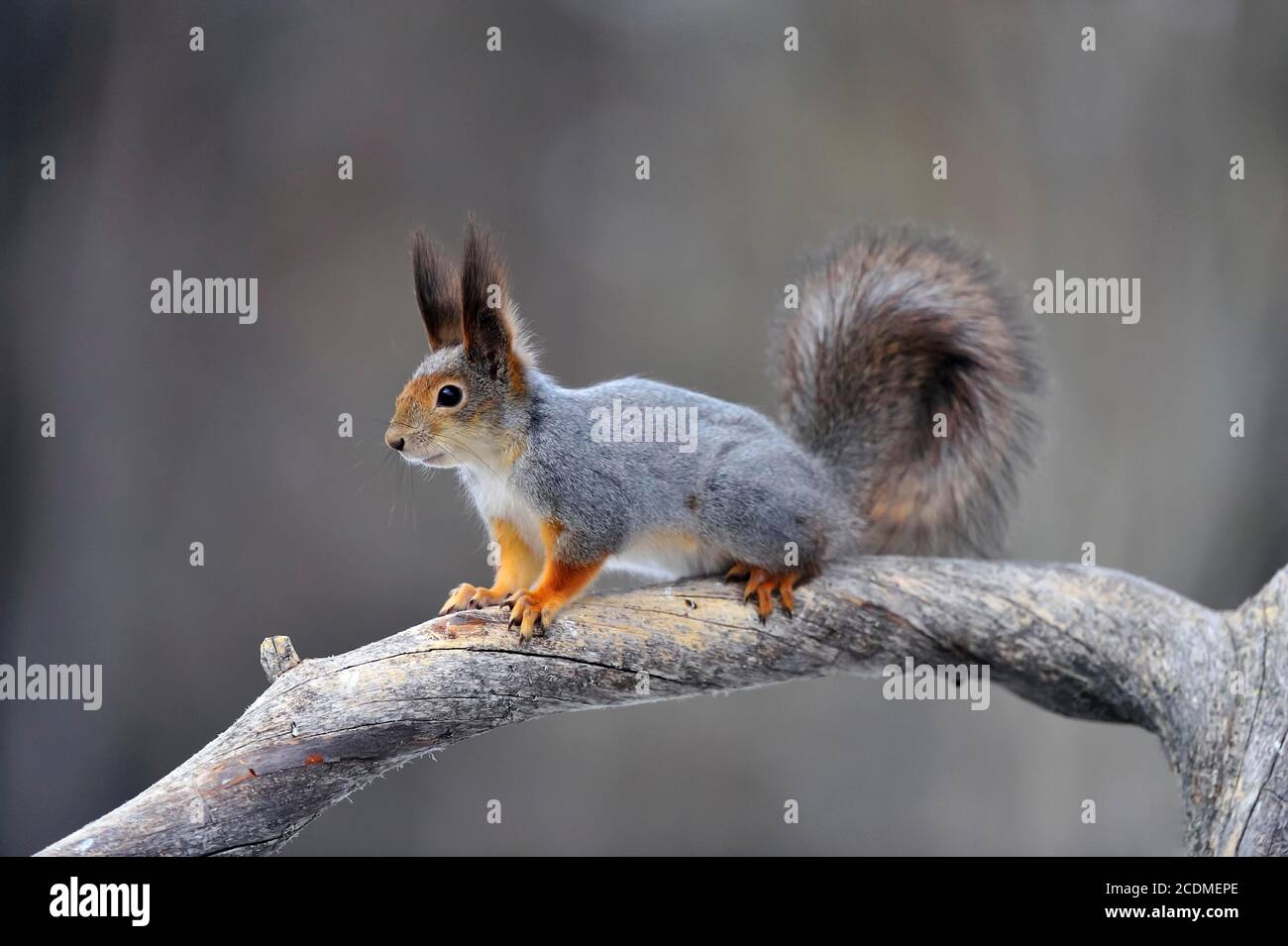 Eurasian red squirrel (Sciurus vulgaris ), Winter coat, sitting on a ...