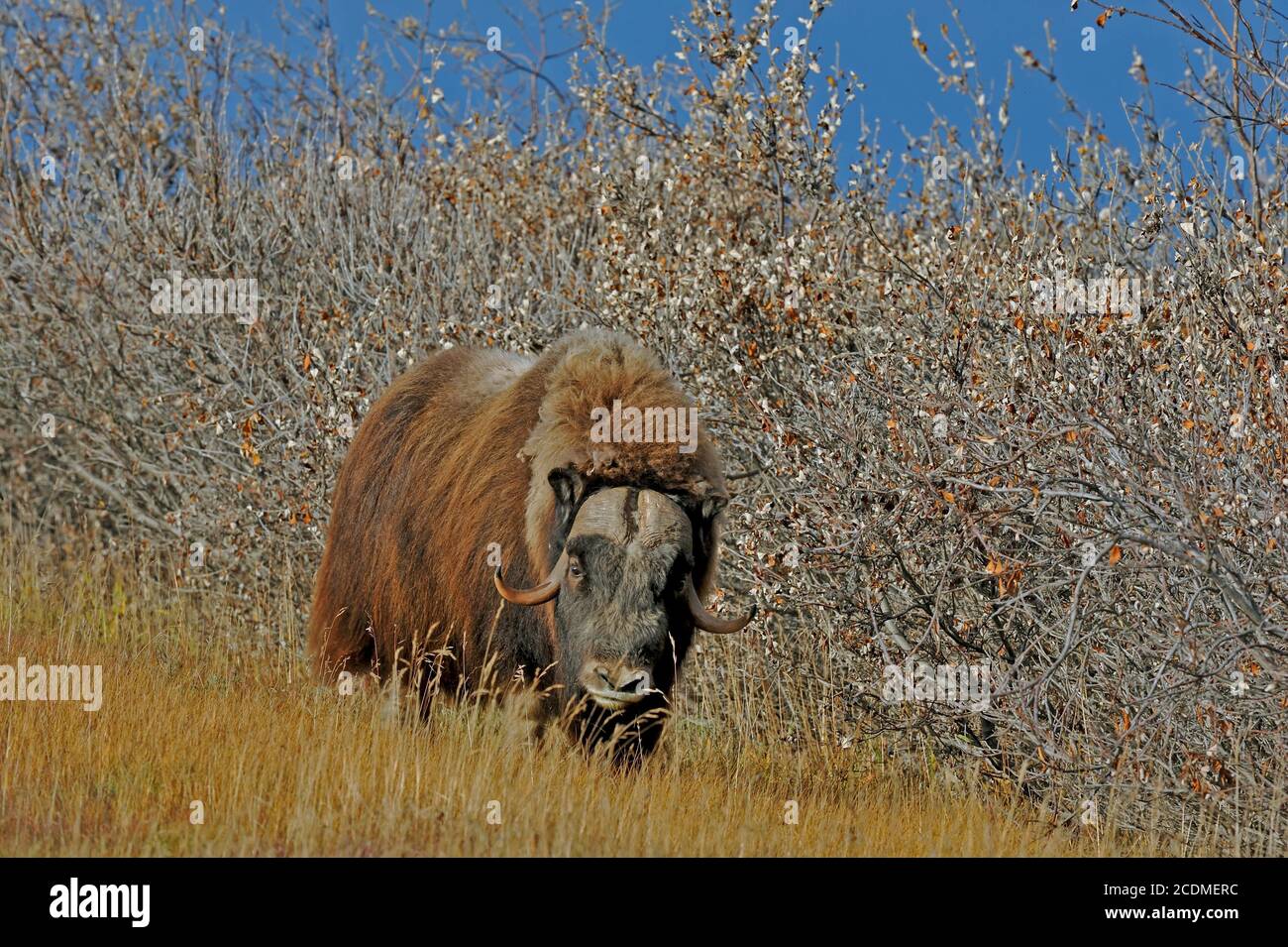 Musk ox (Ovibos moschatus ), stands in the grass, North Slope, Arctic ...