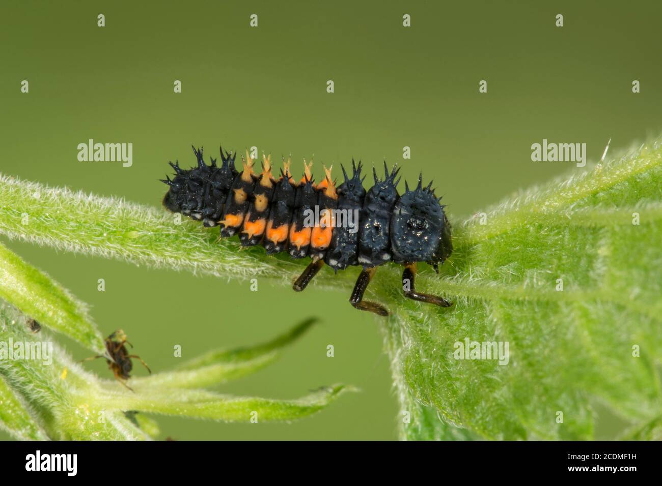 Asian asian lady beetle harmonia axyridis larva on leaf stem hi-res ...
