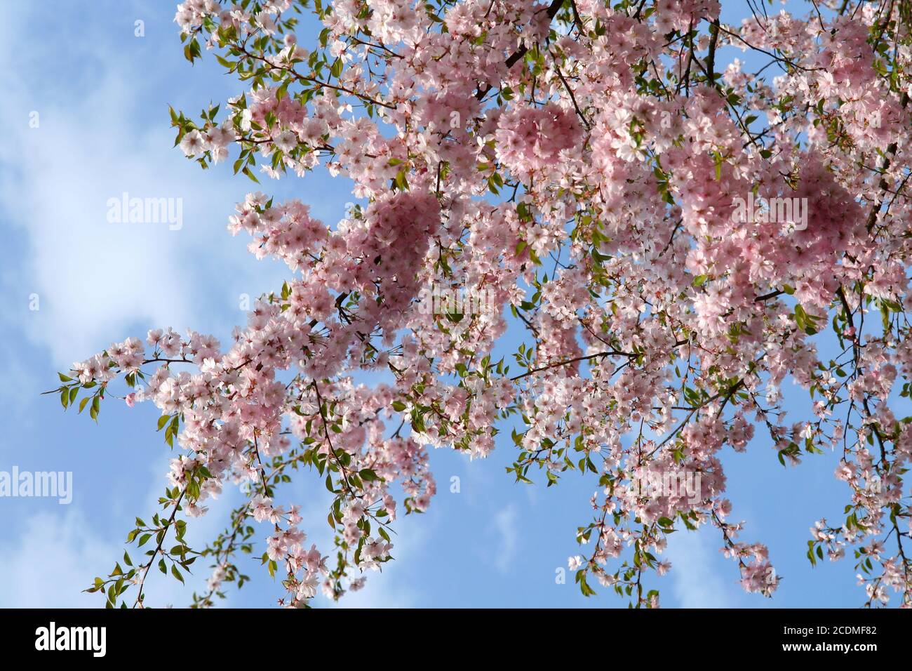 Almond trees prunus triloba hi-res stock photography and images - Alamy