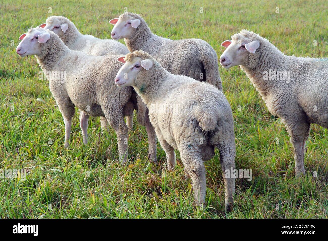 Sheep, Northern Germany Stock Photo - Alamy