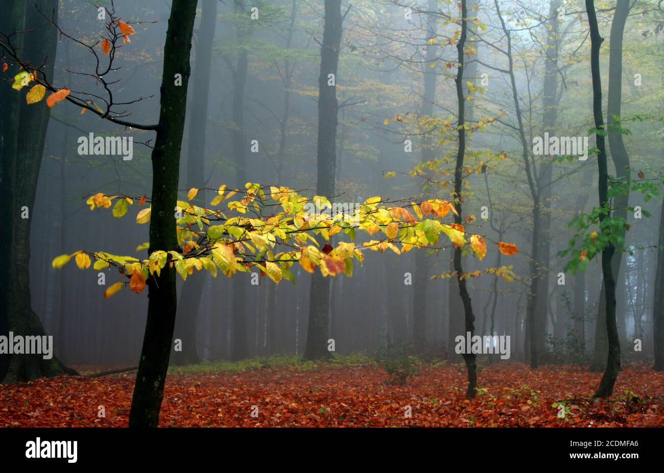 Book forests hi-res stock photography and images - Alamy