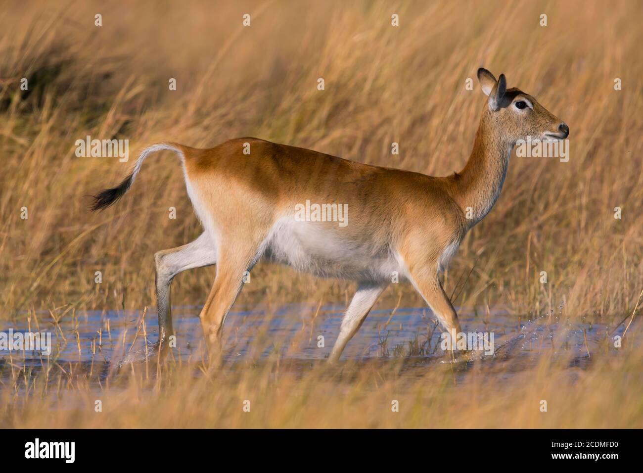 Lechwe (Kobus leche female Botswana, Little Kwara Stock Photo - Alamy
