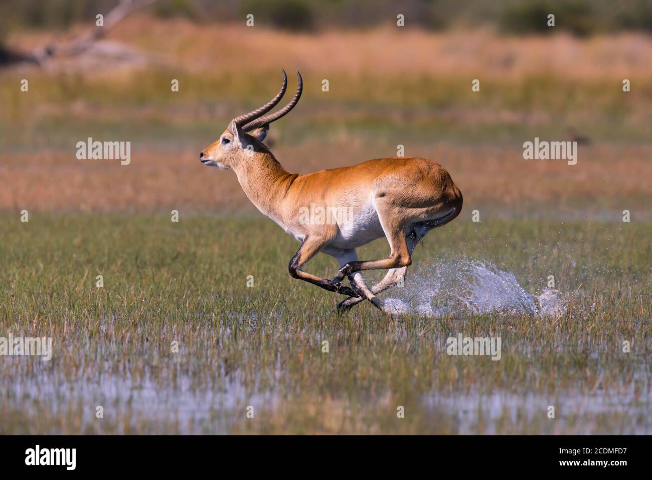 Lechwe (Kobus leche male running through water, Botswana, Little Kwara ...