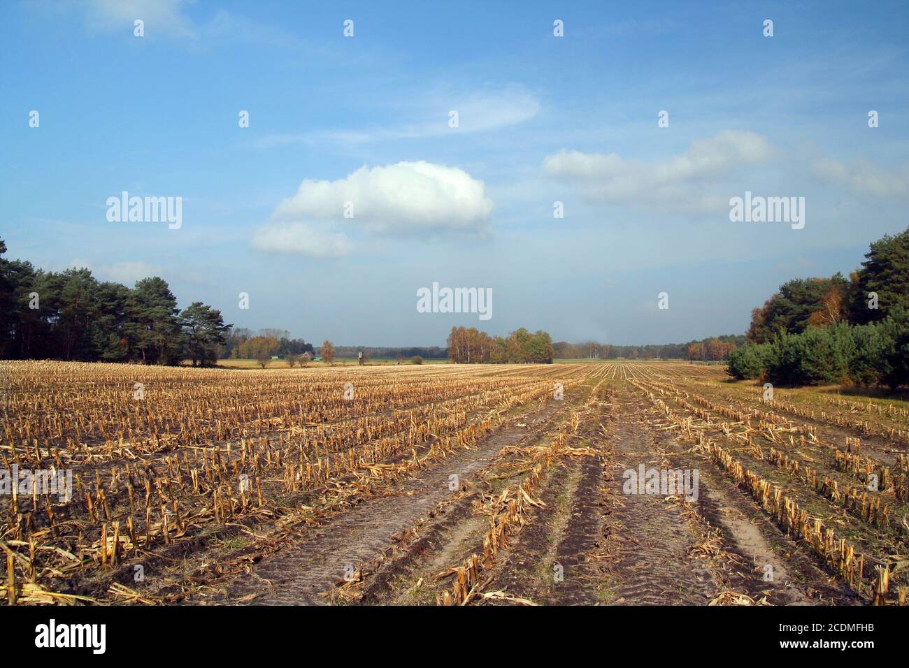 farm land stubble Stock Photo - Alamy