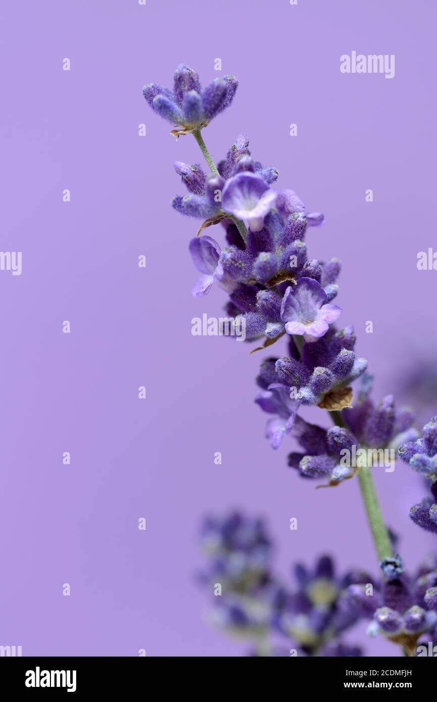 Lavender flower, inflorescence, purple background, Germany Stock Photo ...