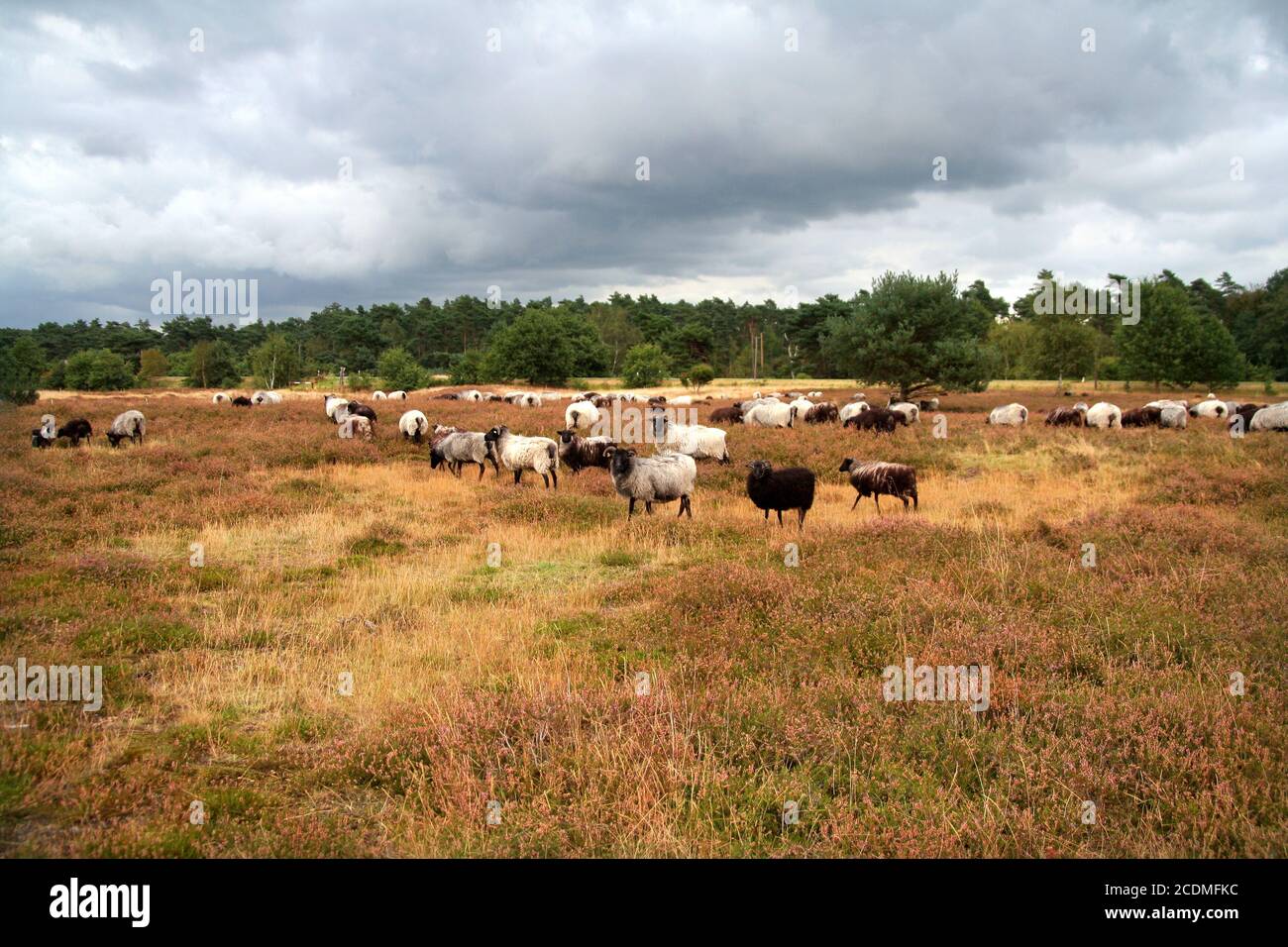 Moorland recreation area hi-res stock photography and images - Alamy