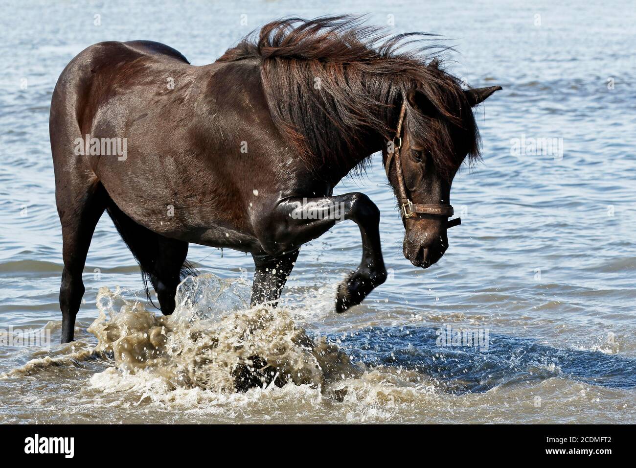 Mare splashing in seawater hi-res stock photography and images - Alamy