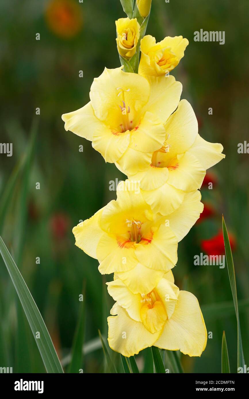 Yellow flowering gladiolus (Gladiolus x hortulanus), garden gladiolus ...