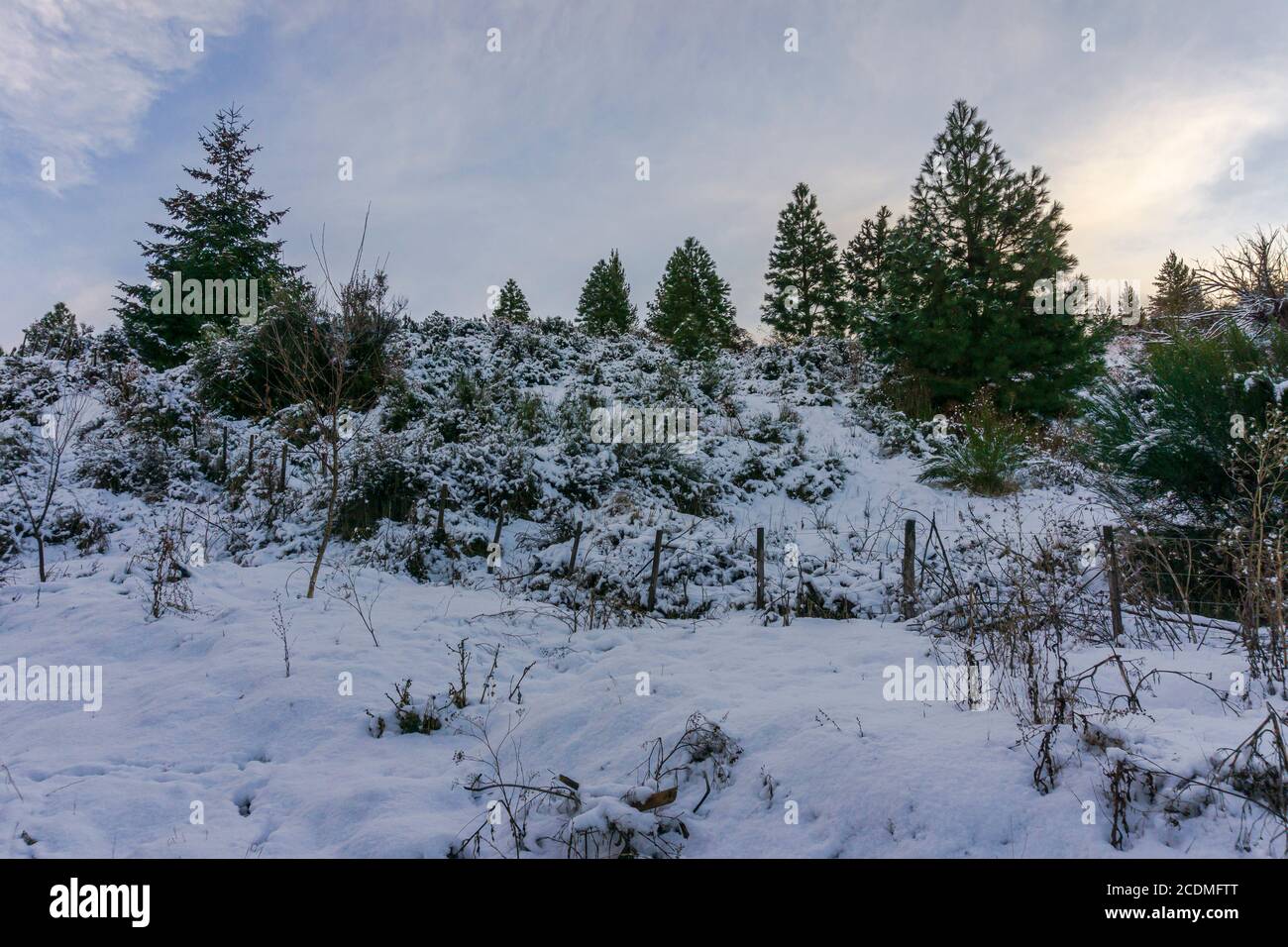 Snow covered trees in winter season in Esquel, Patagonia, Argentina ...