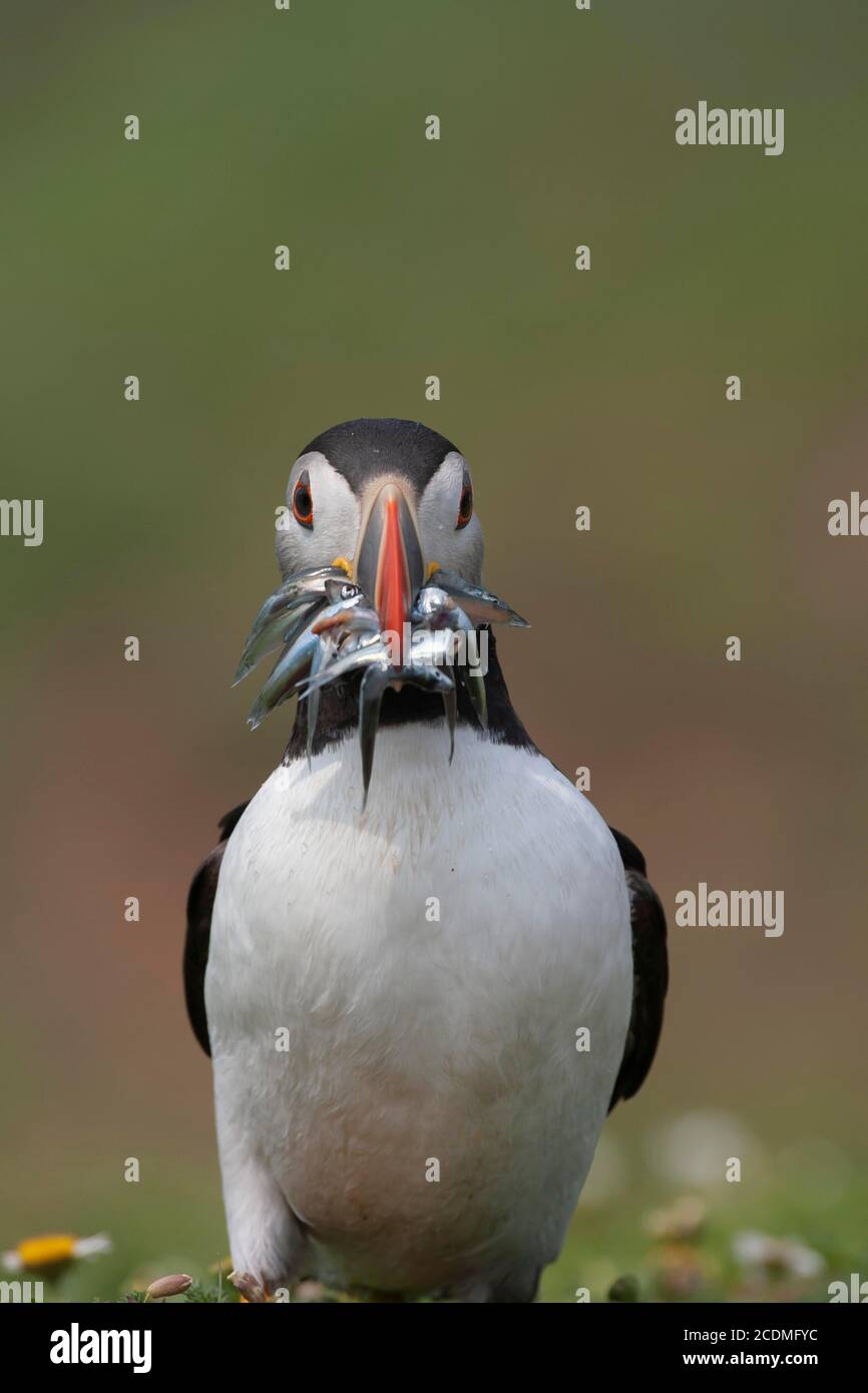 Atlantic puffin (Fratercula arctica) adult bird carrying fish in it's ...