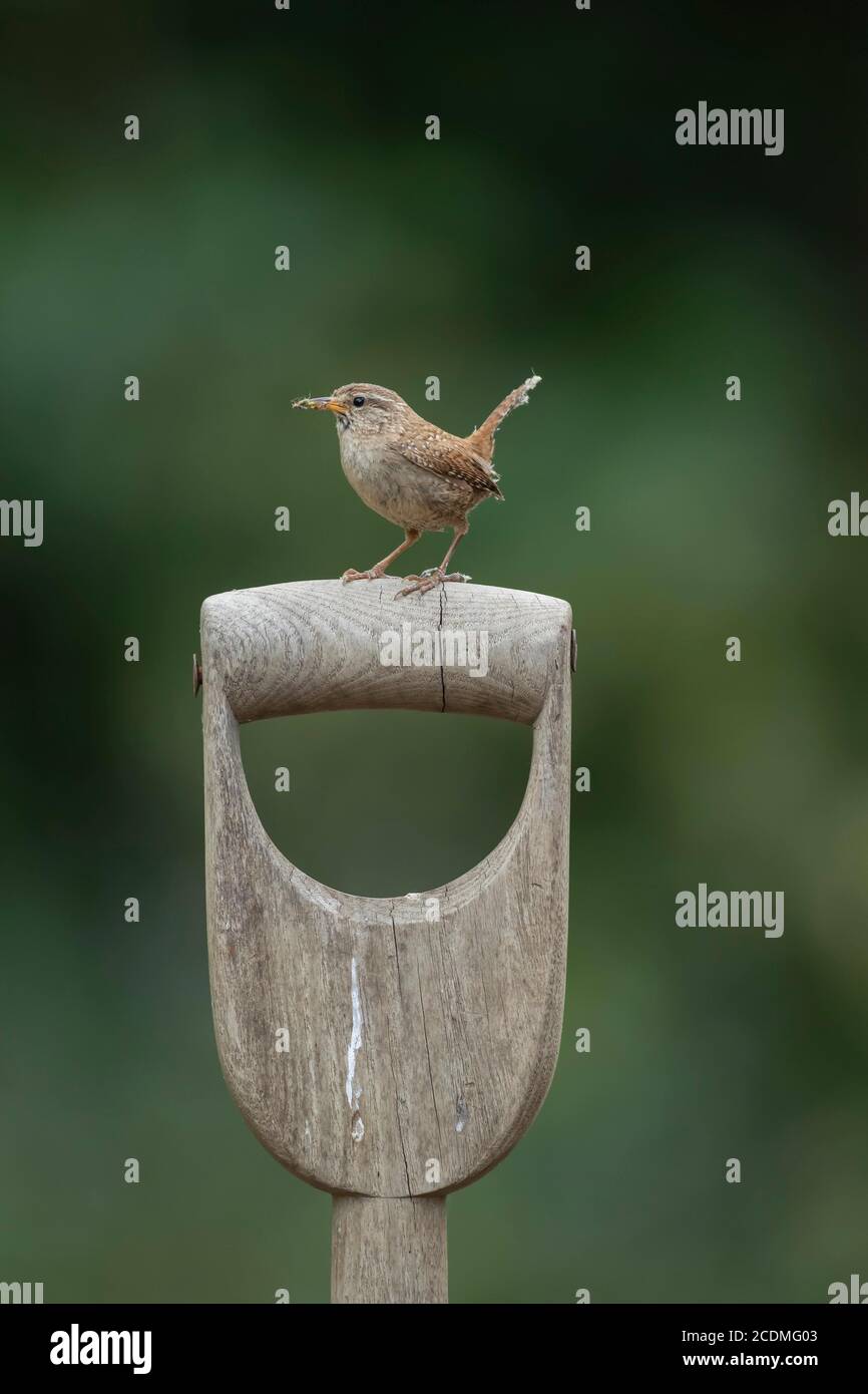 Bird feed on insects hi-res stock photography and images - Alamy