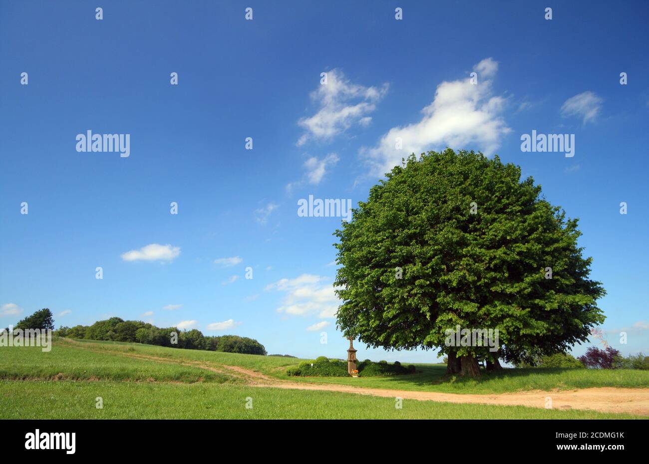 imposing old tree Stock Photo - Alamy