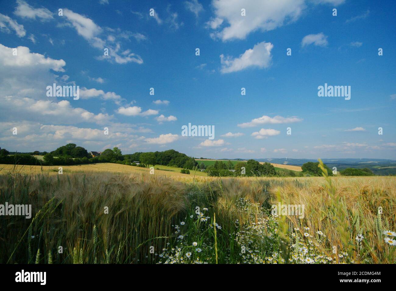 Blue sky and grainfield hi-res stock photography and images - Alamy