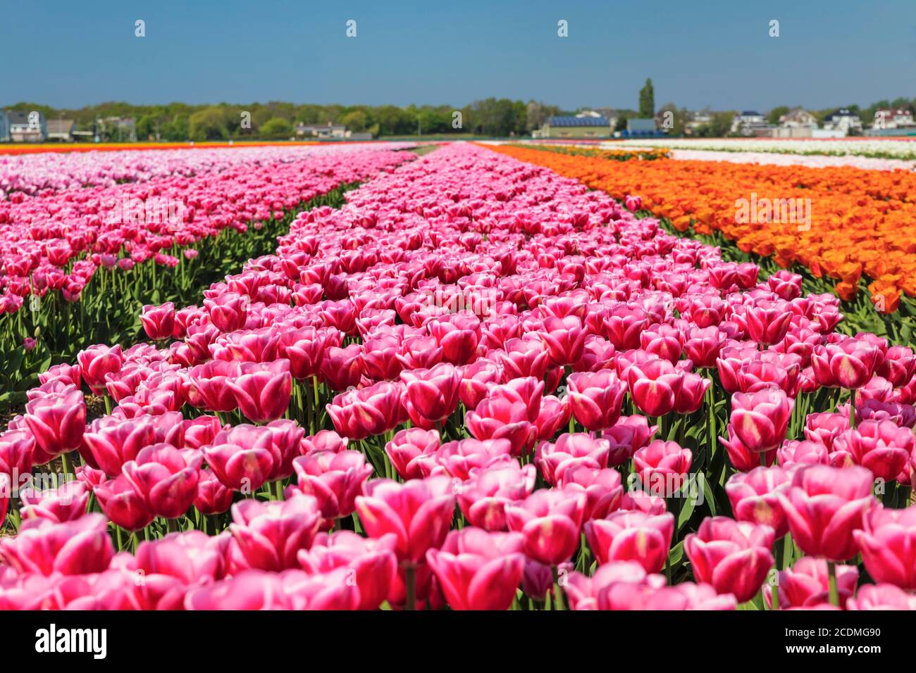 Tulip fields near Lisse, South Holland, Netherlands Stock Photo - Alamy
