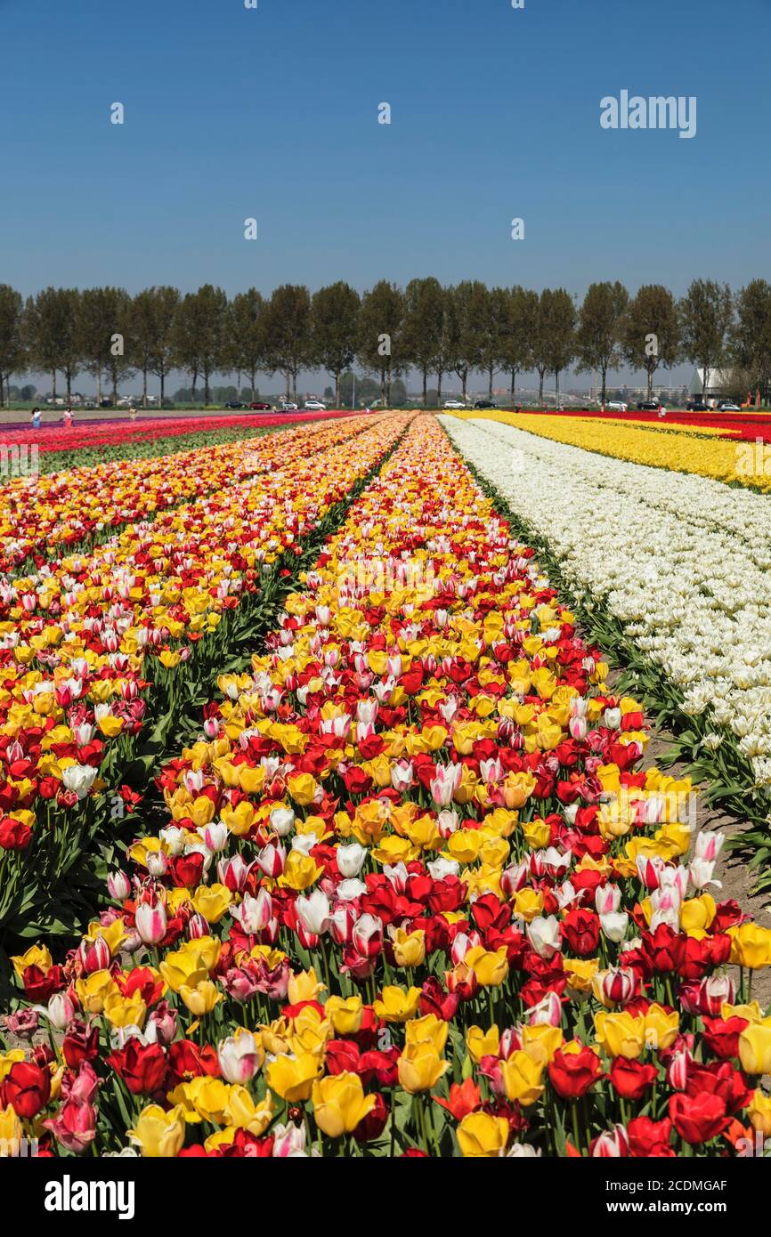 Tulip fields in the netherlands hi-res stock photography and images - Alamy
