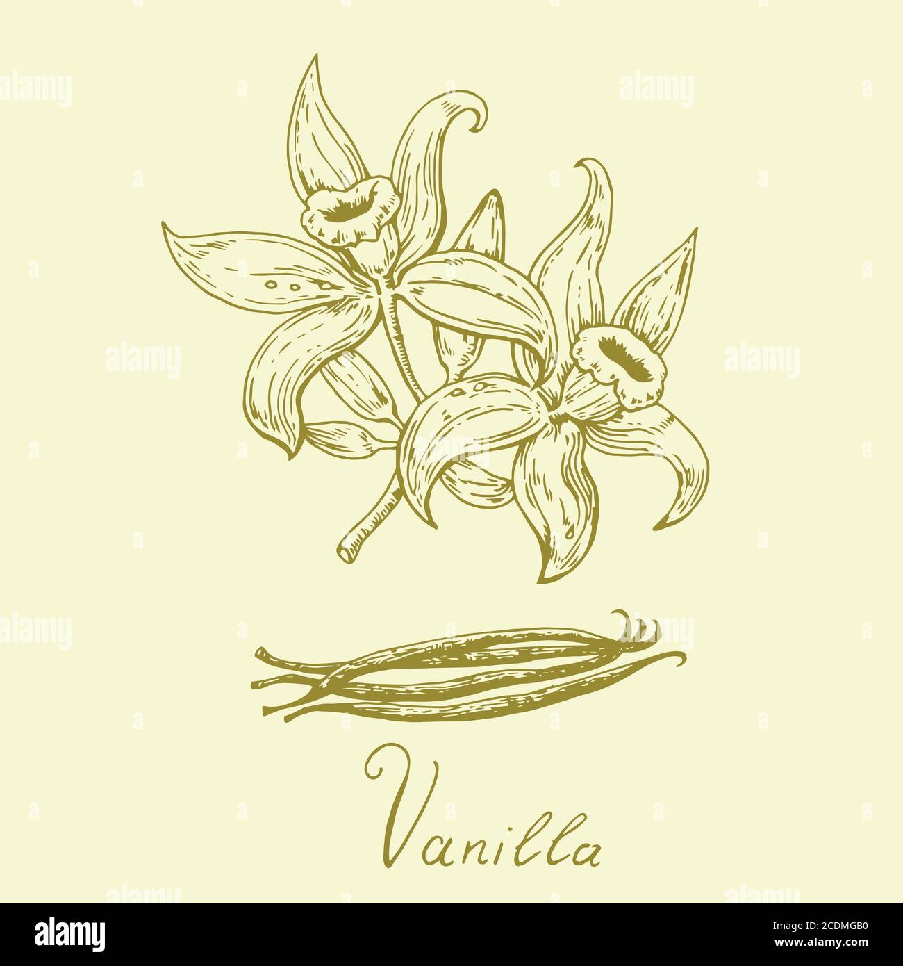 Hand drawn vanilla flowers with pods. Vector illustration Stock Vector ...