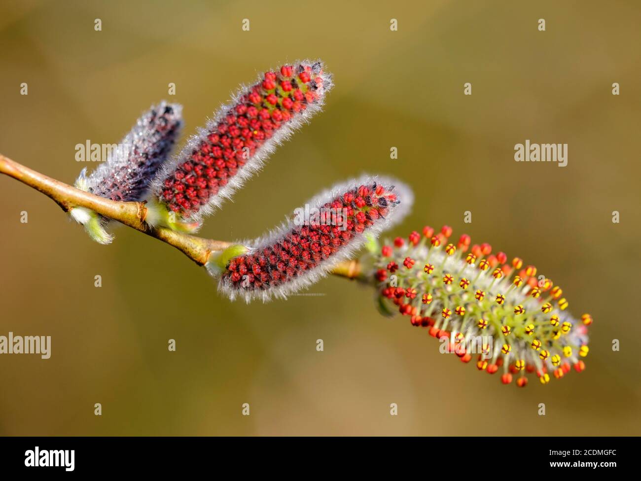 Male flower catkin of purple willow salix purpurea hi-res stock ...