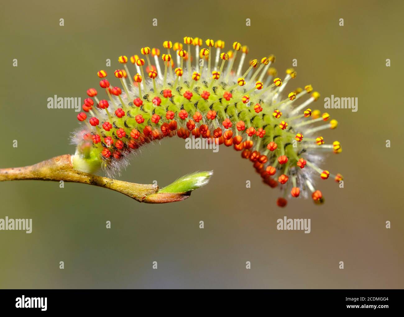 Salix purpurea hi-res stock photography and images - Alamy