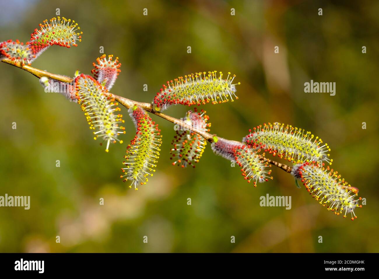 Salix purpurea hi-res stock photography and images - Alamy