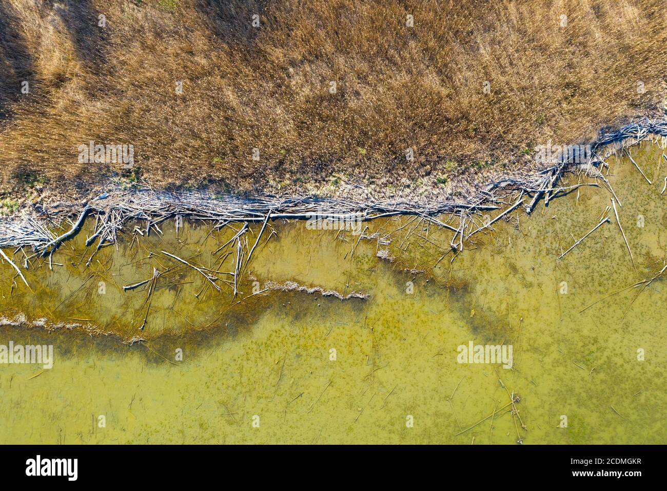 Reed belt and alluvial wood at Lake Ammer near Aidenried, Fuenfseenland ...