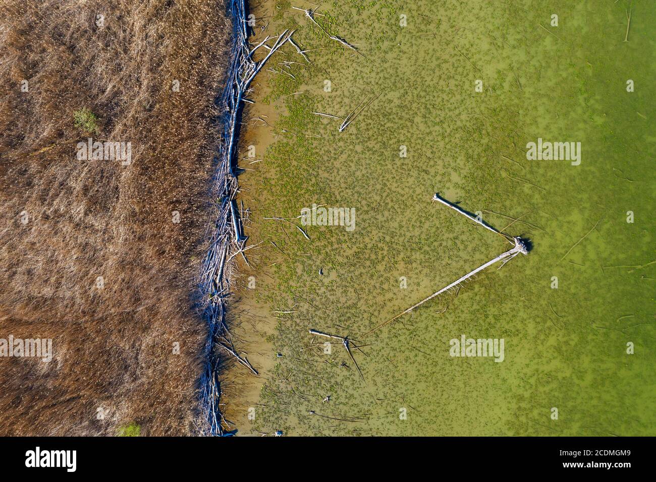 Reed belt and alluvial wood at Lake Ammer near Aidenried, Fuenfseenland ...