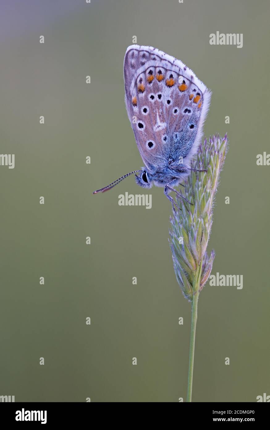 Gossamer winged butterfly (Lycaenidae) sits on a blade of grass ...