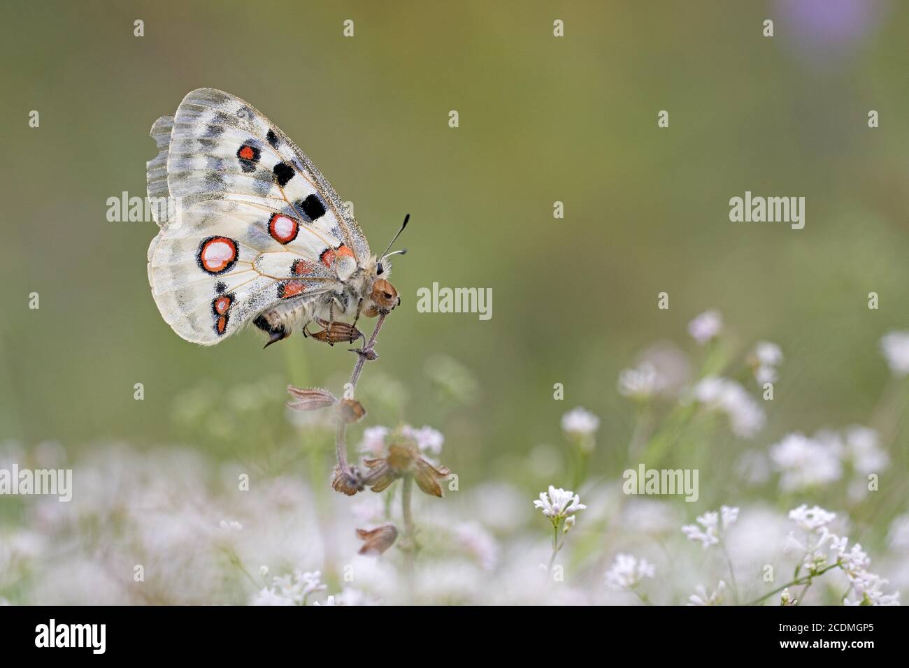 Apollo (parnassius apollo) sitting on white flower, Bavaria, Germany ...