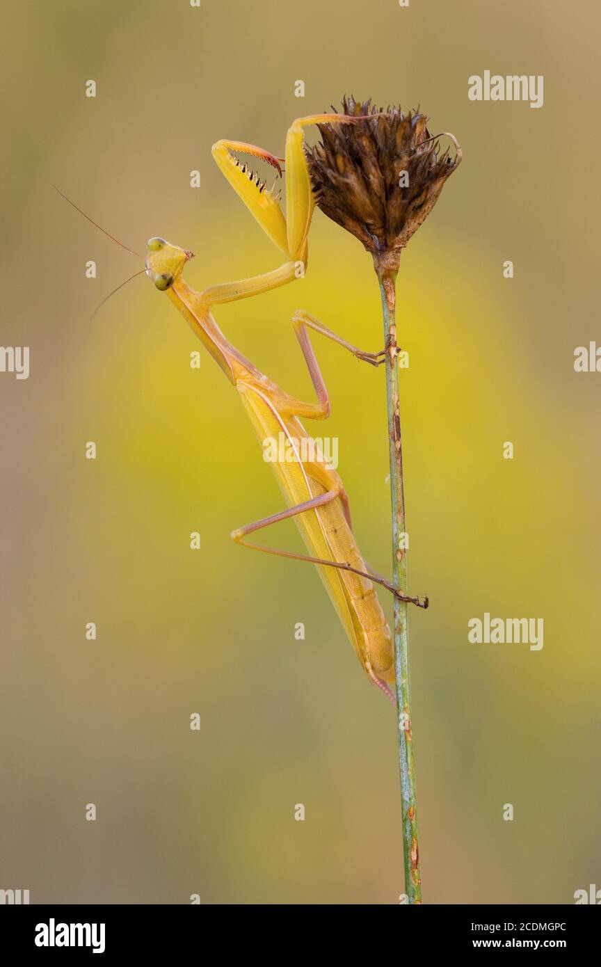 Mantis mantodea sits on a dry plant hi-res stock photography and images ...