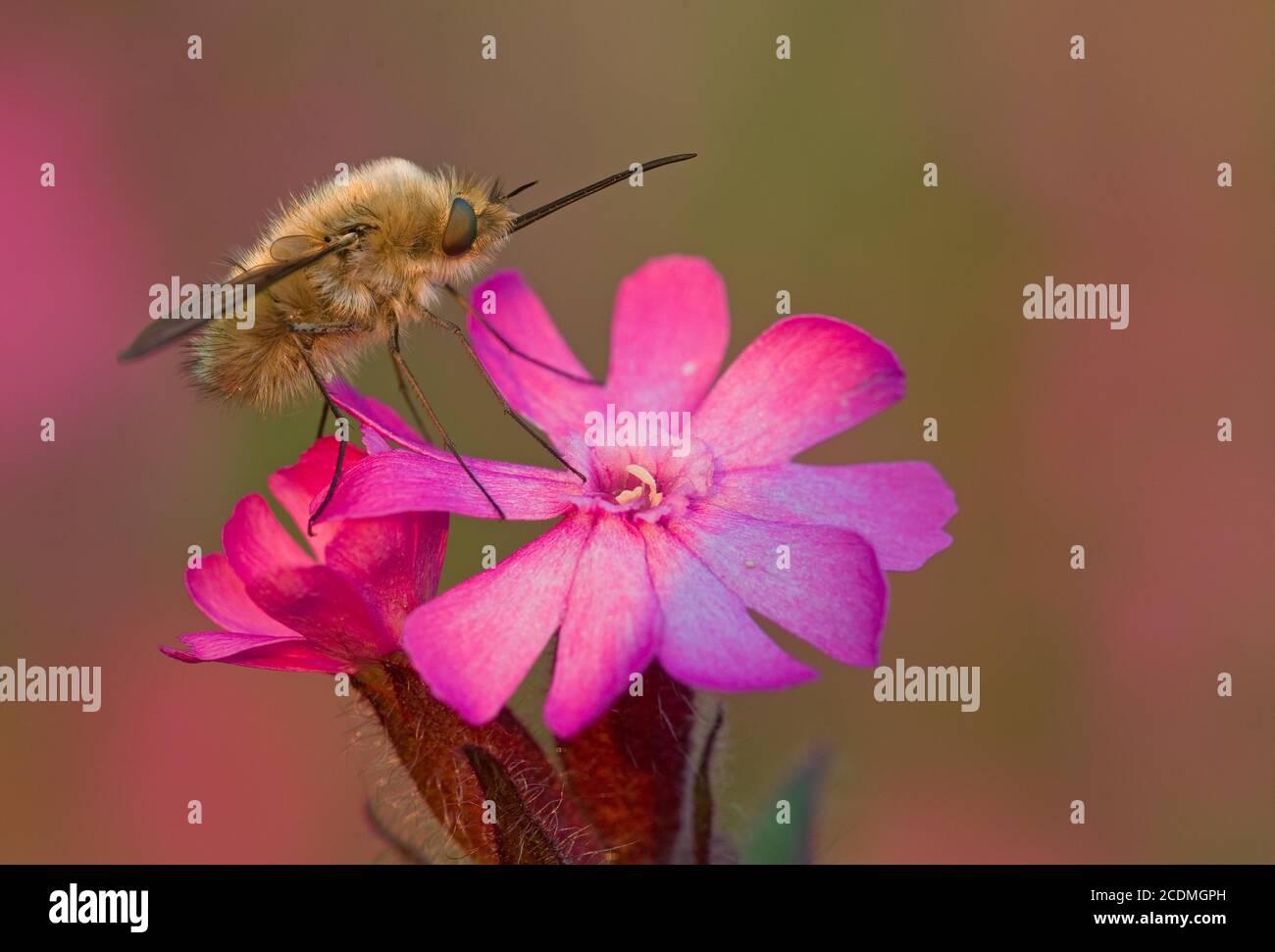 Bee fly (Bombyliidae) sitting on wild carnation in warm light, Bavaria ...