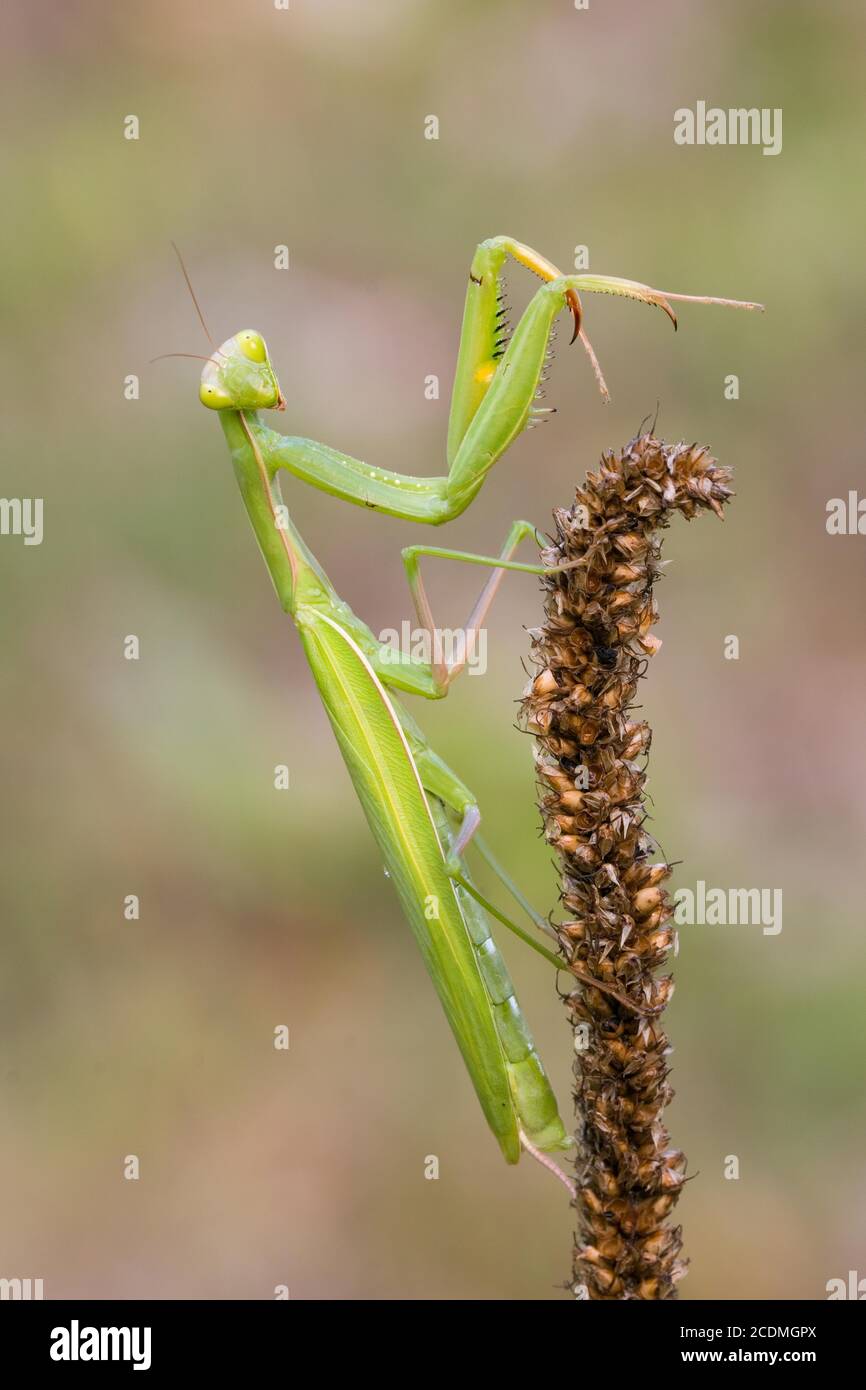 Mantis mantodea sits on a dry plant hi-res stock photography and images ...