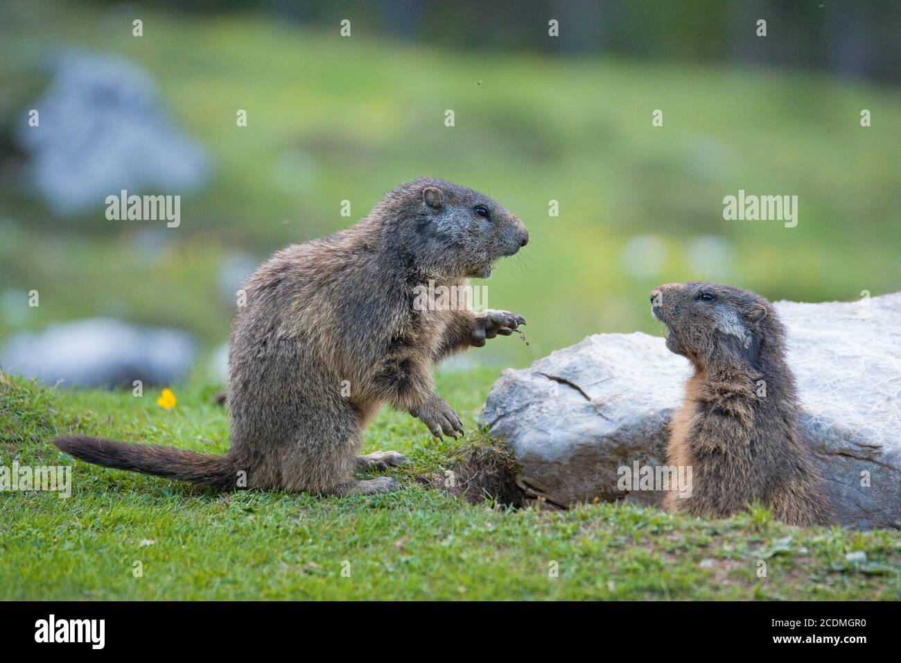 Two Alpine Marmots (Marmota marmota), young animals fighting playfully, Karwendel area, Austria ...