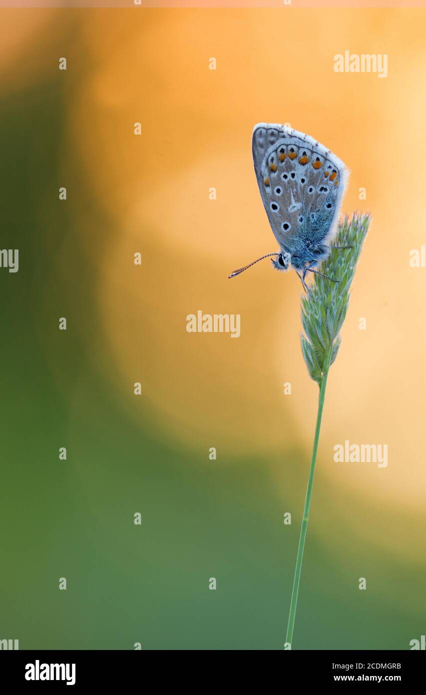 Gossamer winged butterfly (Lycaenidae) sits on a blade of grass ...