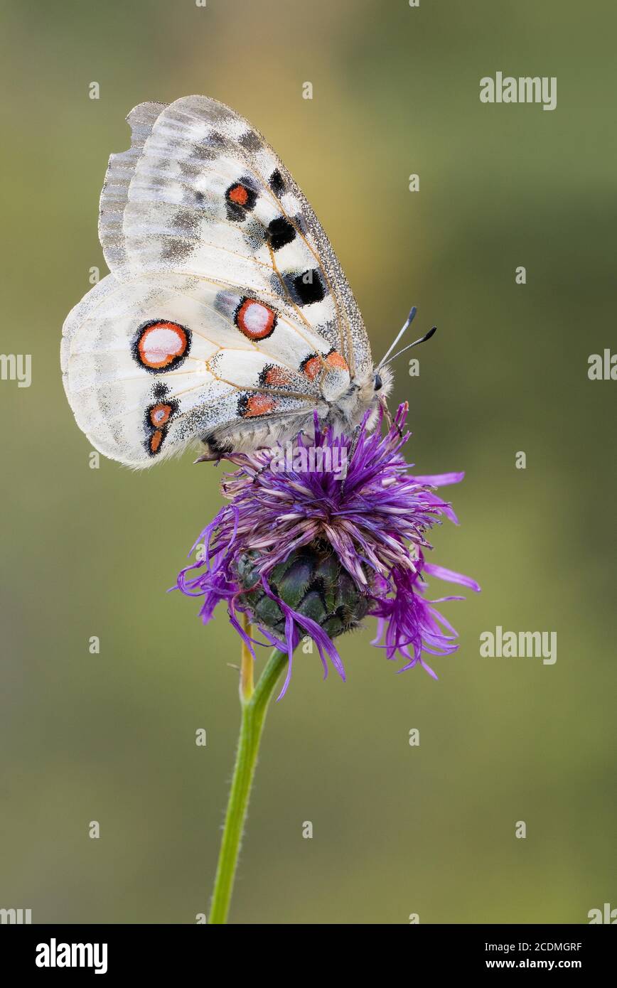 Apollo parnassius apollo sitting on flake flower hi-res stock ...