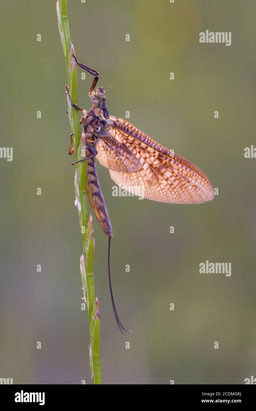 Mayfly (Ephemeroptera) sitting on an ear of grass in warm light ...
