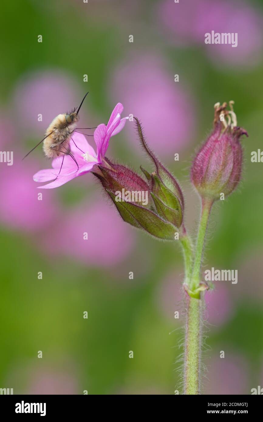 Bee fly (Bombyliidae) sitting on stone carnation, Bavaria, Germany ...