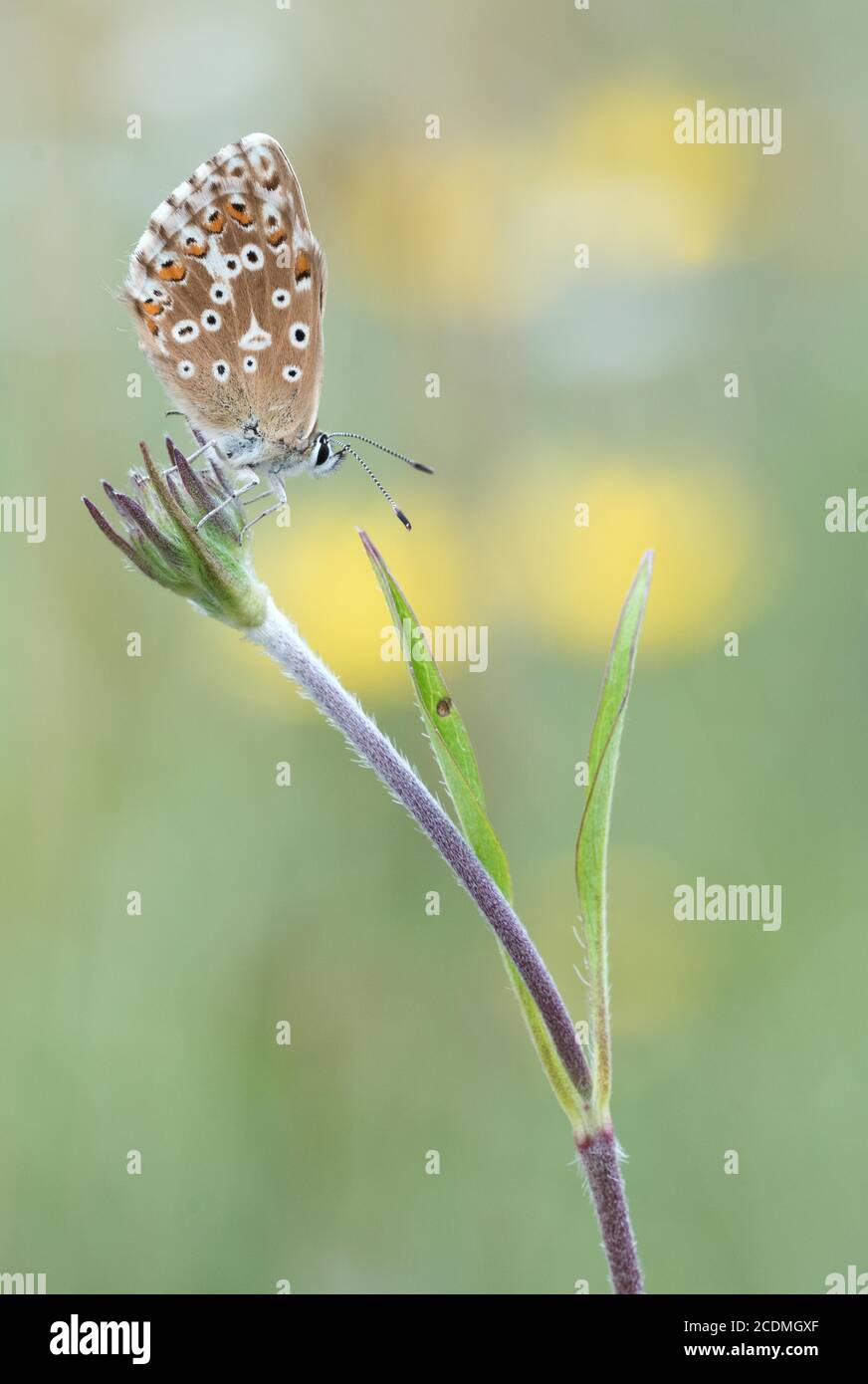 Gossamer winged butterfly (Lycaenidae) sits on a plant, Bavaria ...