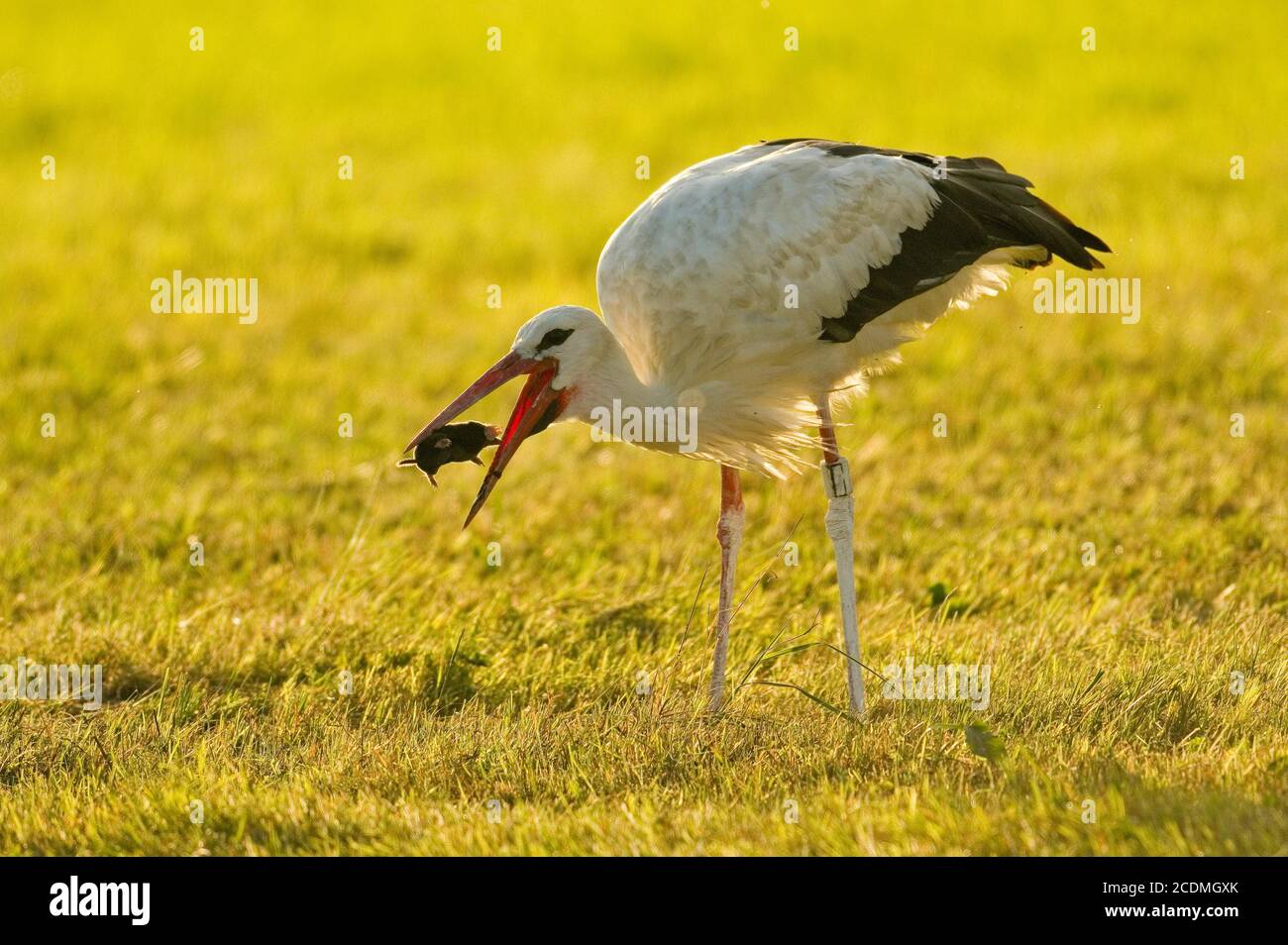 White stork (Ciconia ciconia) captures European mole (Talpa europaea ...