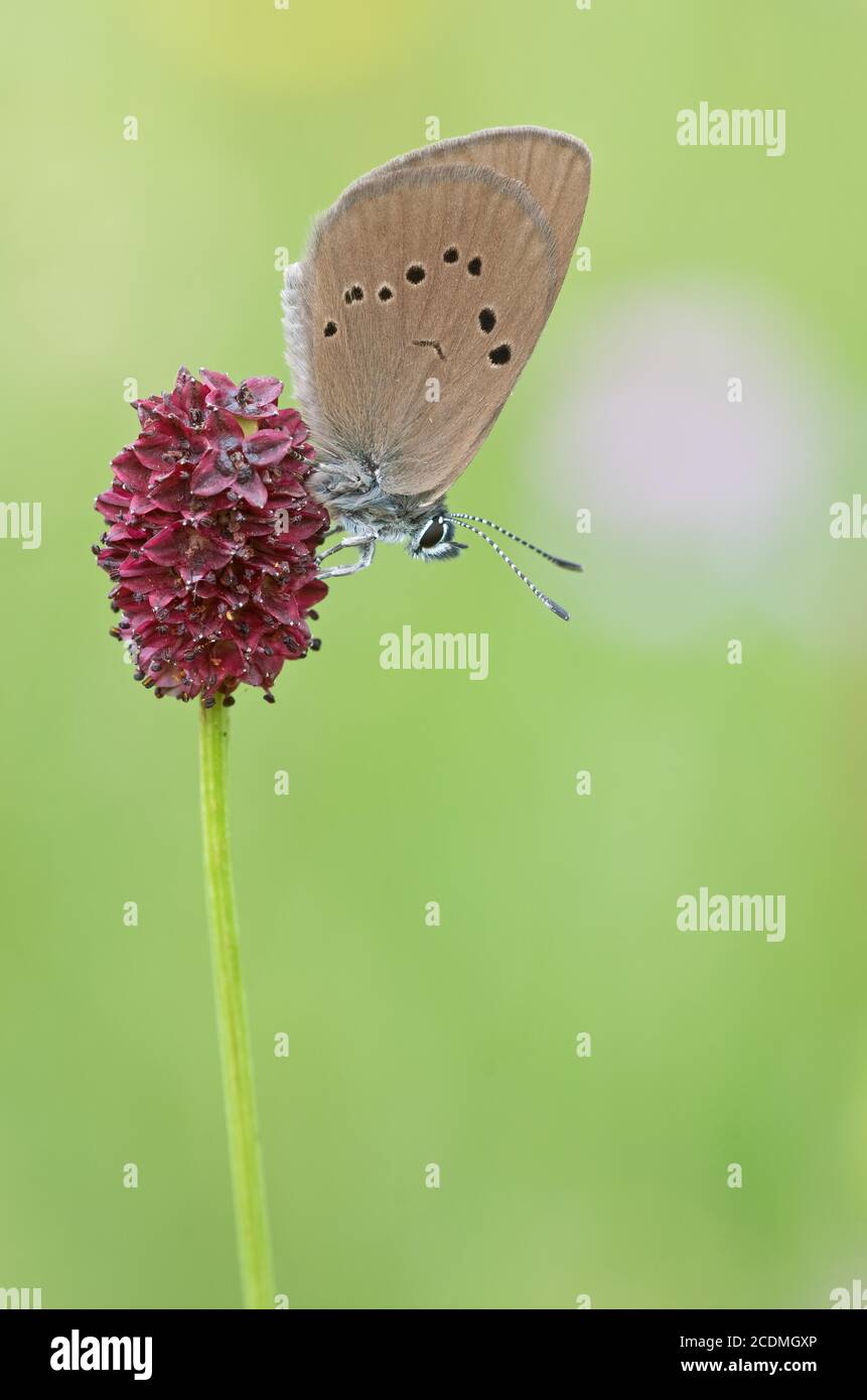 Dark meadow button ant blue (Phengaris nausithous) sitting on a meadow ...
