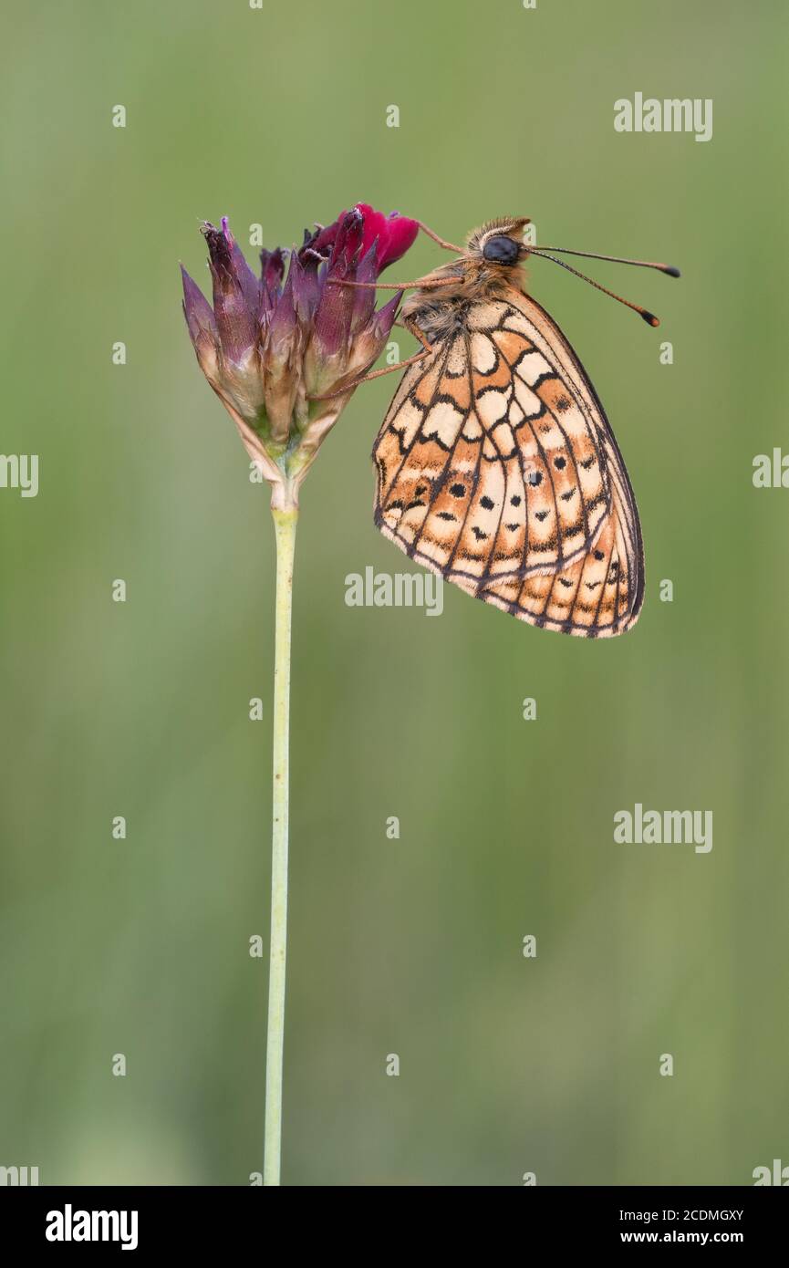 Mother of pearl butterfly argynnina sitting on a plant hi-res stock ...