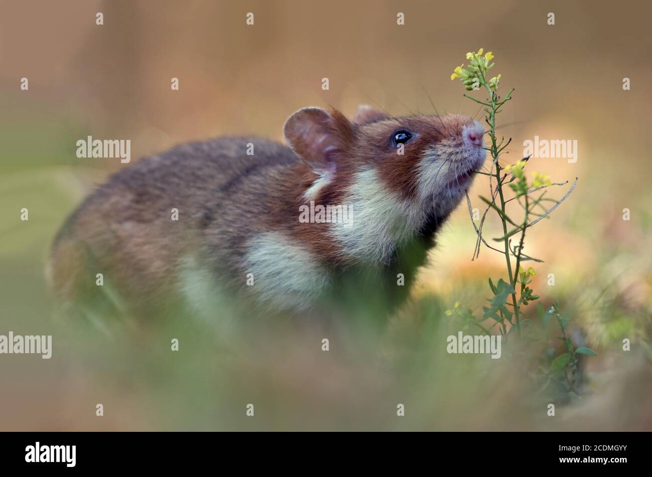 European hamster (Cricetus cricetus) sniffs a plant, Vienna, Austria ...